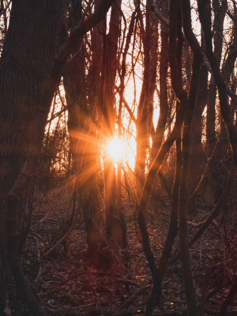 Debt Management - InsureThat